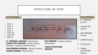Jak stat pathway | PPTX