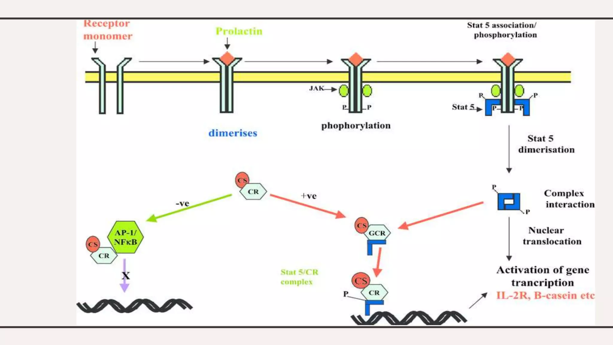 JAK STAT Pathway.pptx