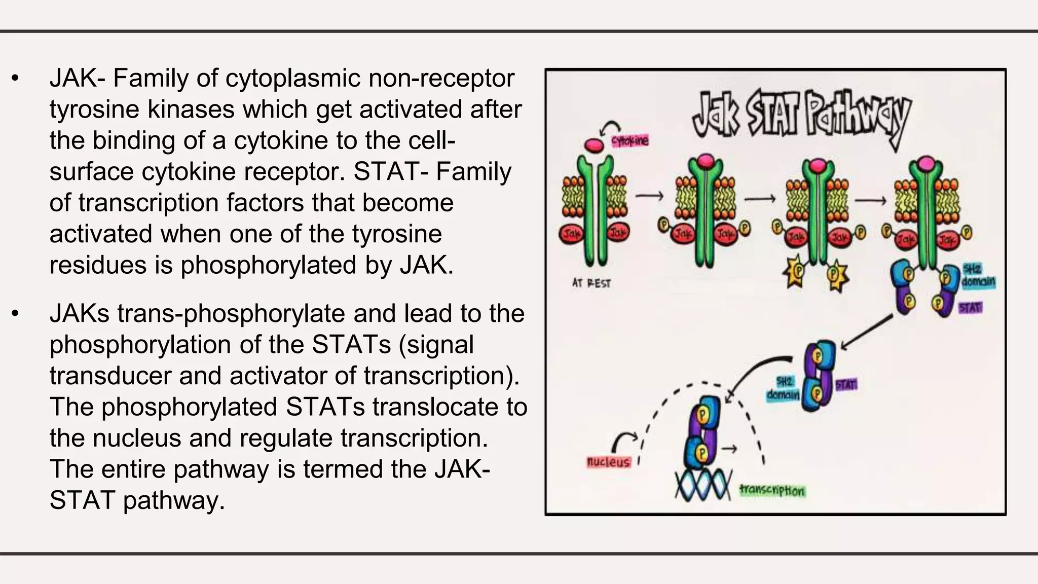 JAK STAT Pathway.pptx