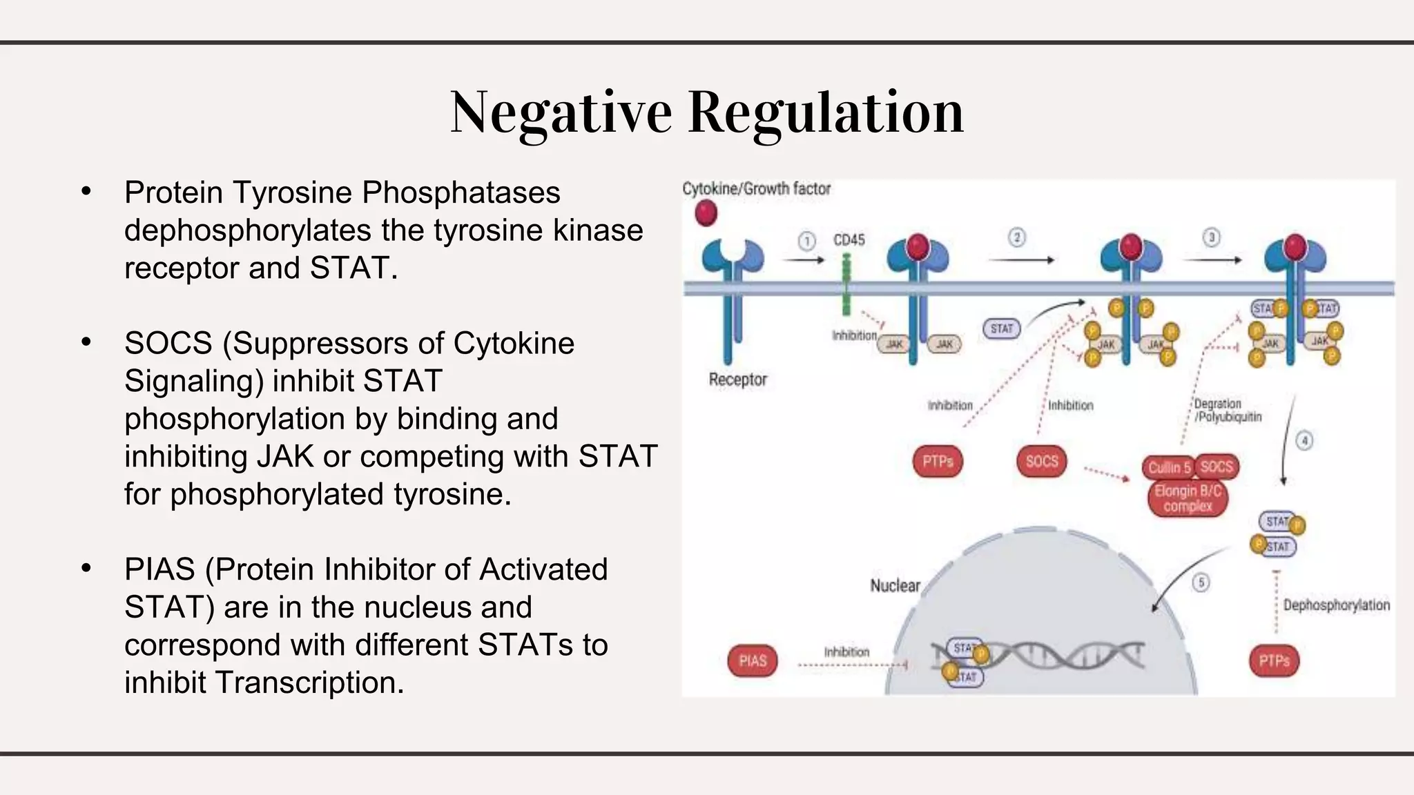 JAK STAT Pathway.pptx