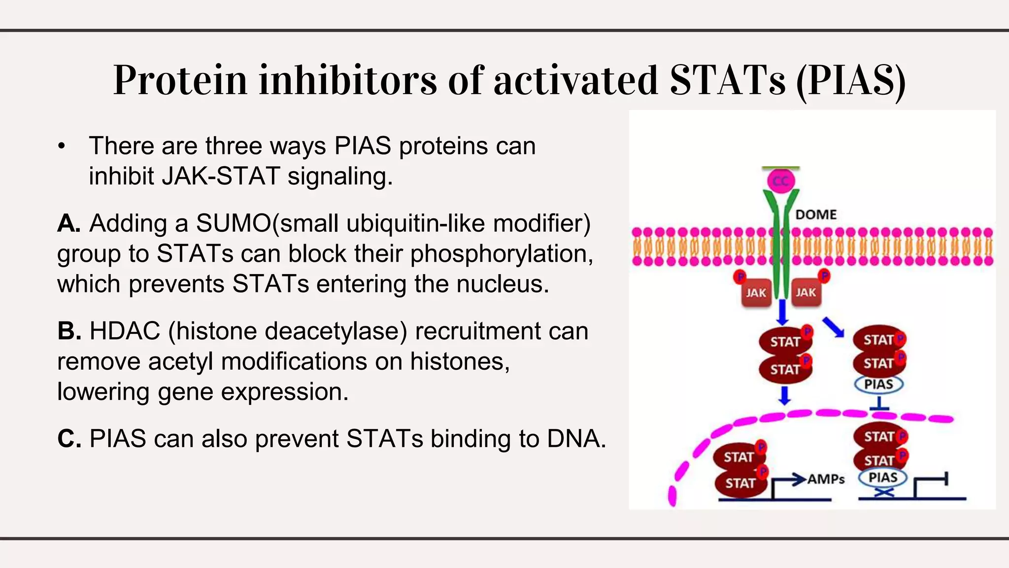 JAK STAT Pathway.pptx