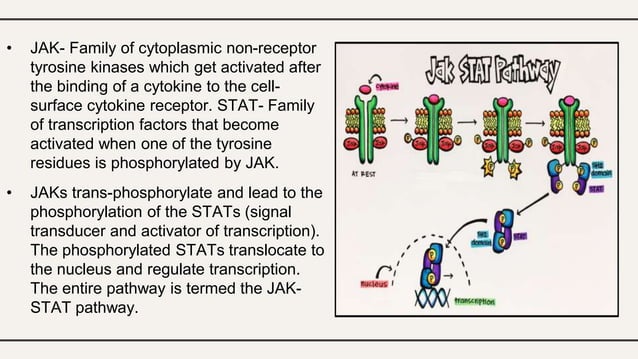 JAK STAT Pathway.pptx