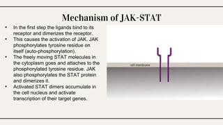 JAK STAT Pathway.pptx