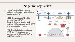 JAK STAT Pathway.pptx