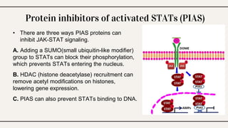 JAK STAT Pathway.pptx