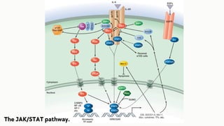 JAK-STAT Signaling Pathway - an overview.pdf