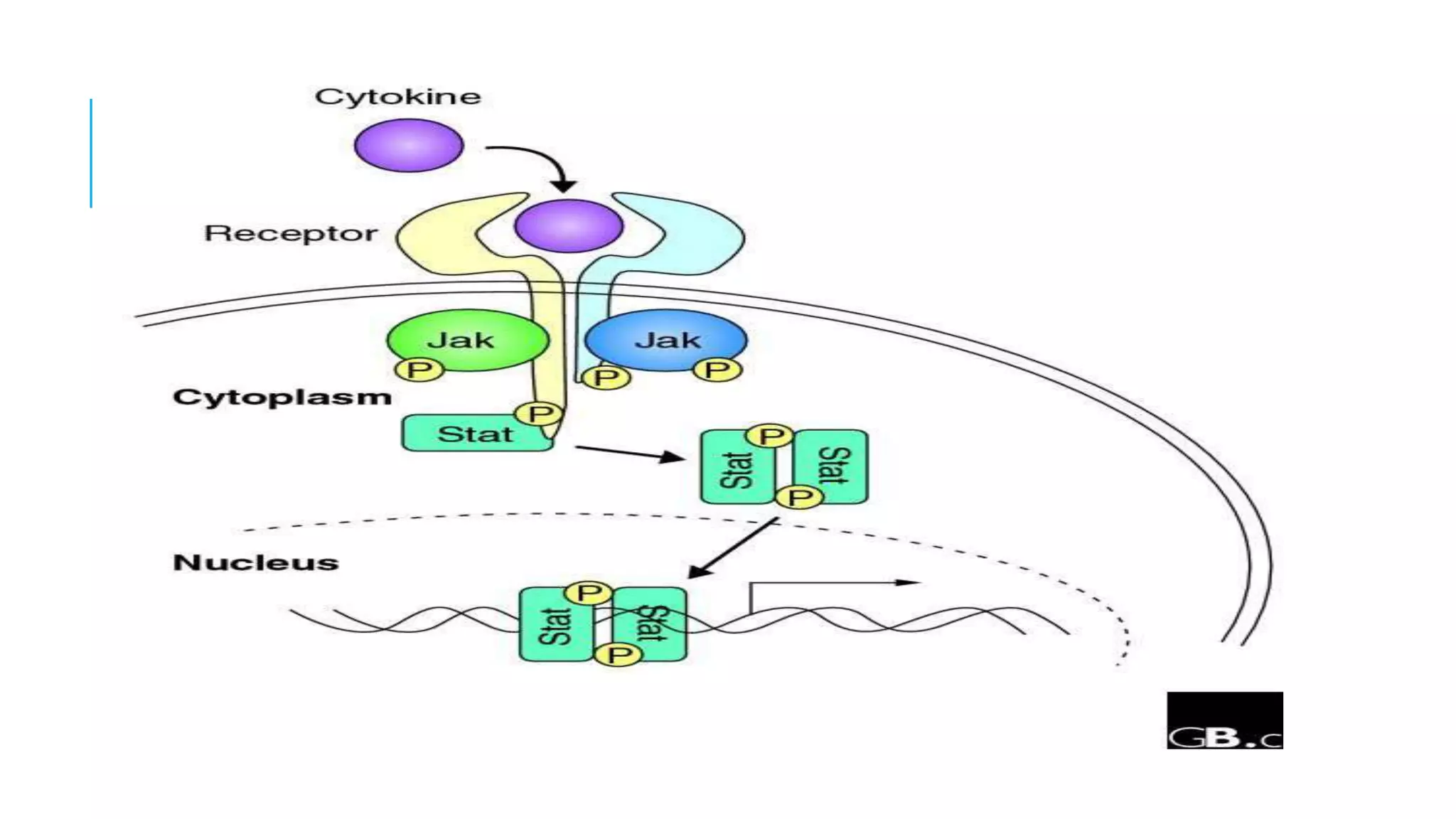 JAK STAT SIGNALING PATHWAY | PPTX