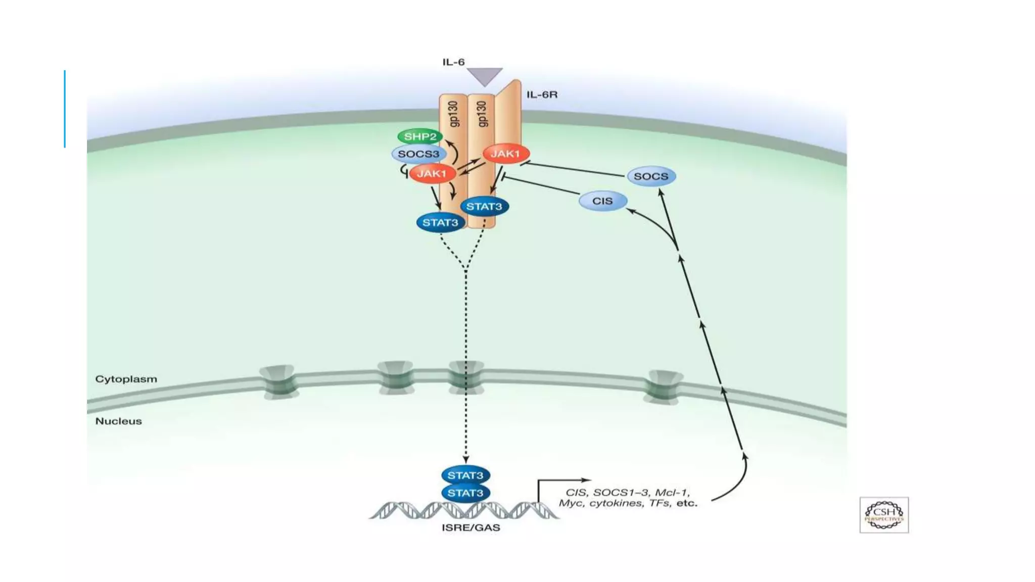 JAK STAT SIGNALING PATHWAY | PPTX