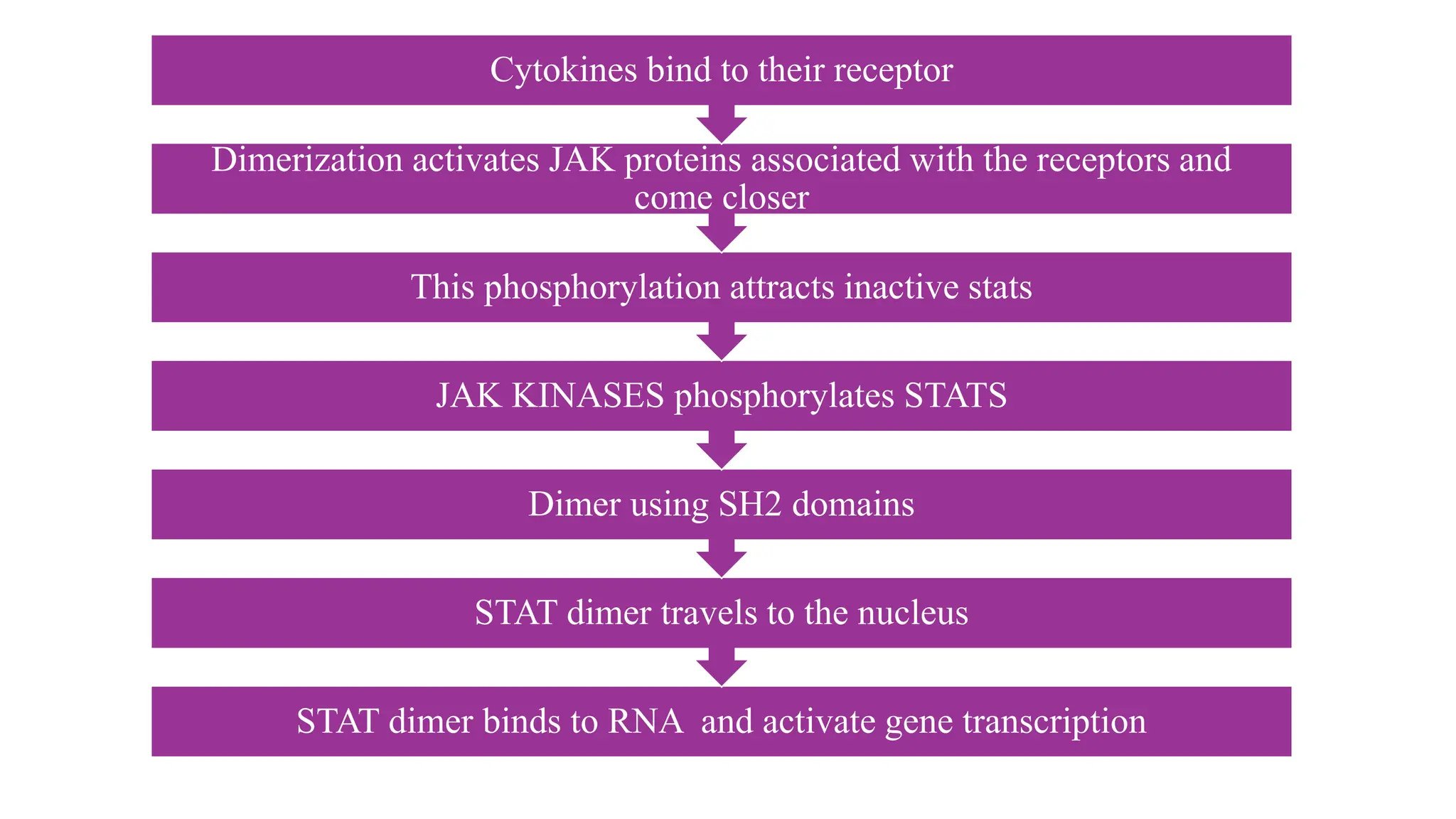 jakstat signaling pathway (Cellular and Molecular Pharmacology) | PPTX