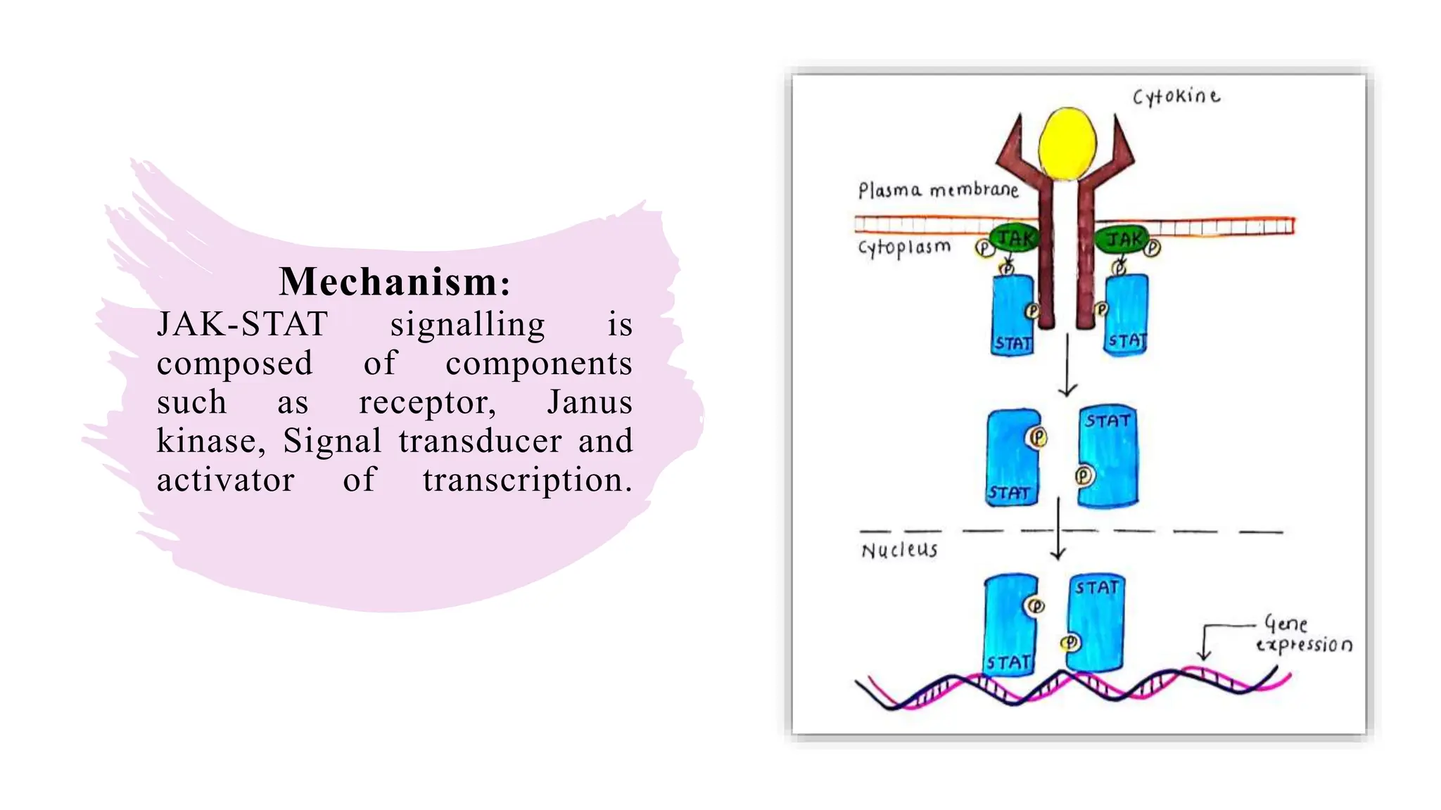 jakstat signaling pathway (Cellular and Molecular Pharmacology) | PPTX