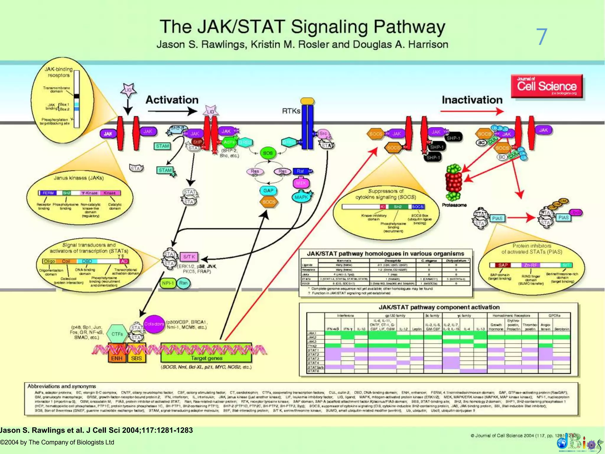 Jak stat signalling pathway | PPTX