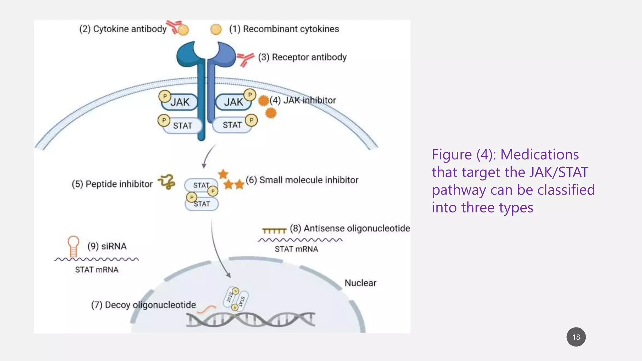 Jak Stat Signaling Pathway Pptx