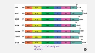 JAK STAT SIGNALING PATHWAY. | PPTX