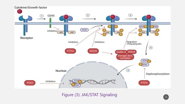 JAK STAT SIGNALING PATHWAY. | PPTX
