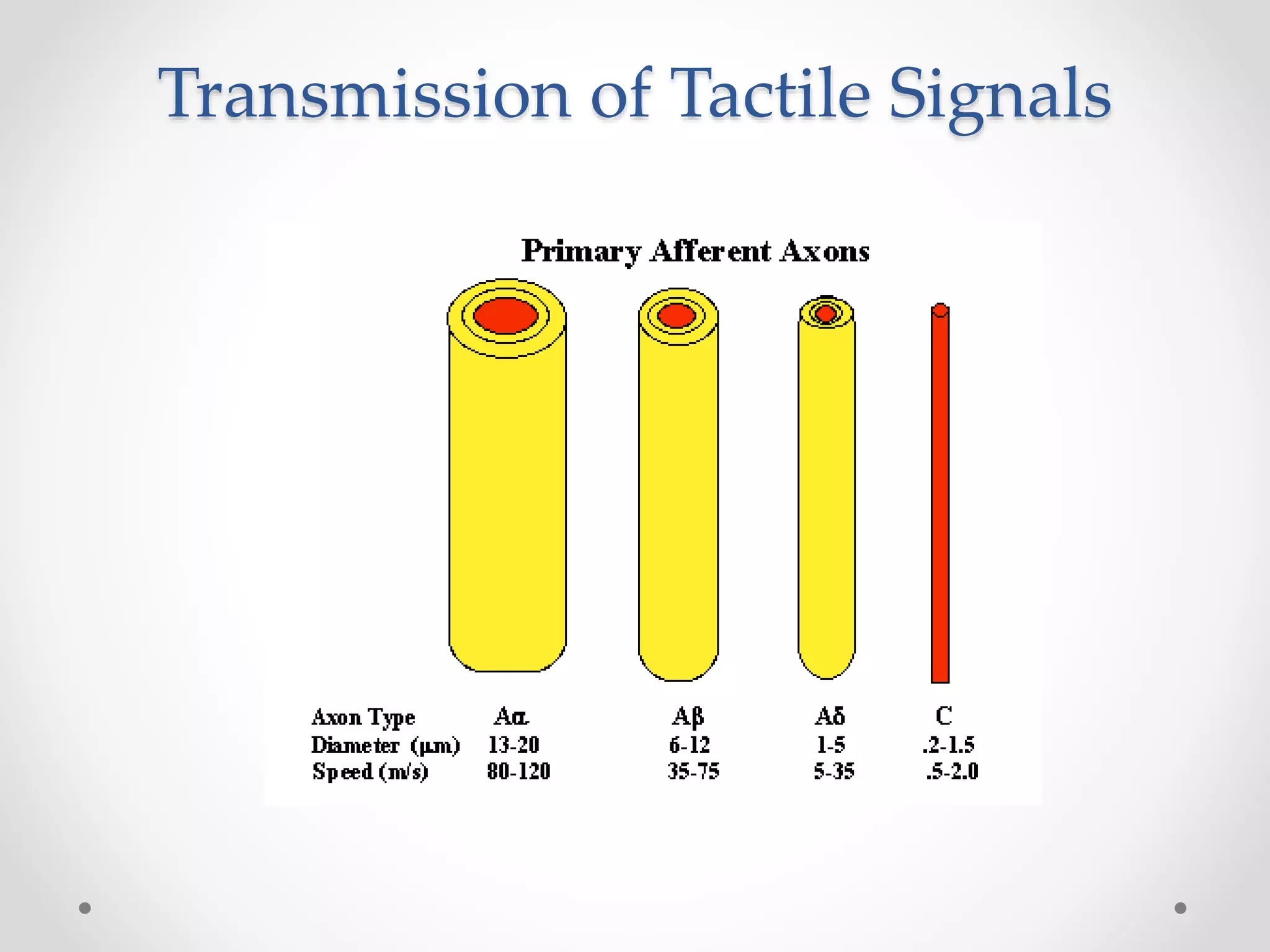 Tactile Sensation | PPTX