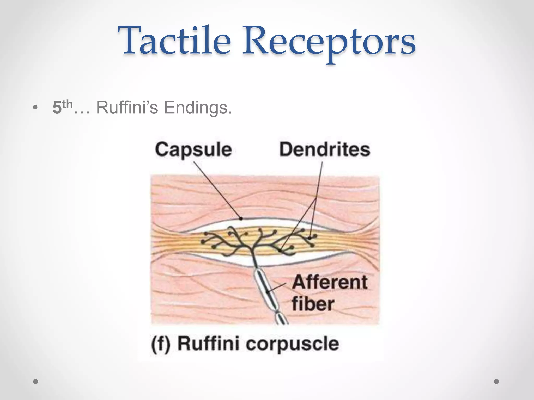 Tactile Sensation | PPTX