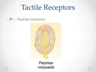 Tactile Sensation | PPTX