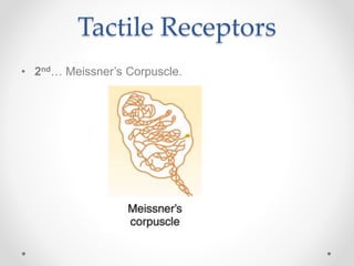 Tactile Sensation | PPTX