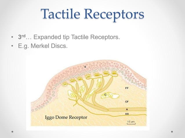 Tactile Sensation | PPT