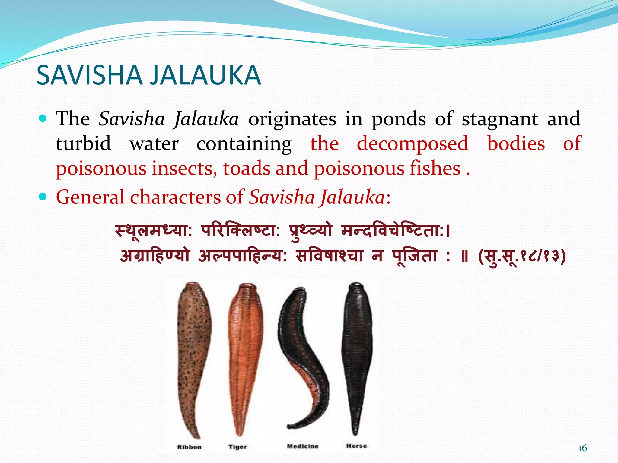 Jalaukavacharana - Leech Therapy in Ayurveda | PPTX