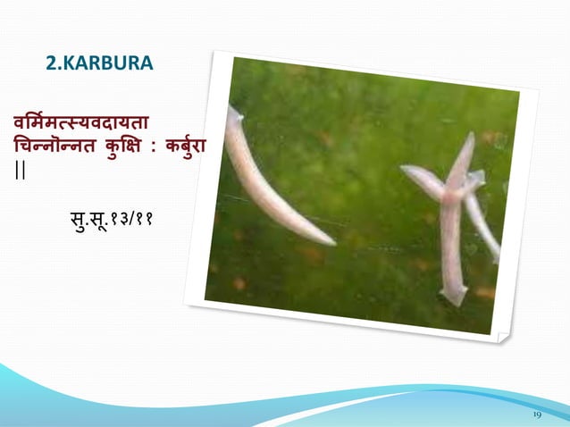 Jalaukavacharana - Leech Therapy in Ayurveda | PPTX | Blood Disorders ...