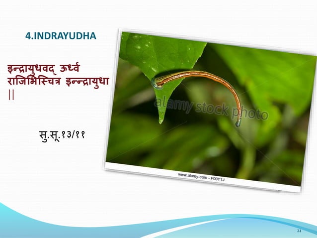 Jalaukavacharana - Leech Therapy in Ayurveda | PPTX | Blood Disorders ...