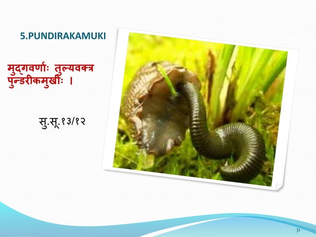 Jalaukavacharana - Leech Therapy in Ayurveda | PPTX | Blood Disorders ...