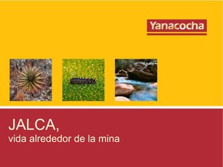 Jalca vida alrededor de la mina | PPT