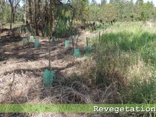 Working On Country - Ngunya Jargoon IPA | PPT