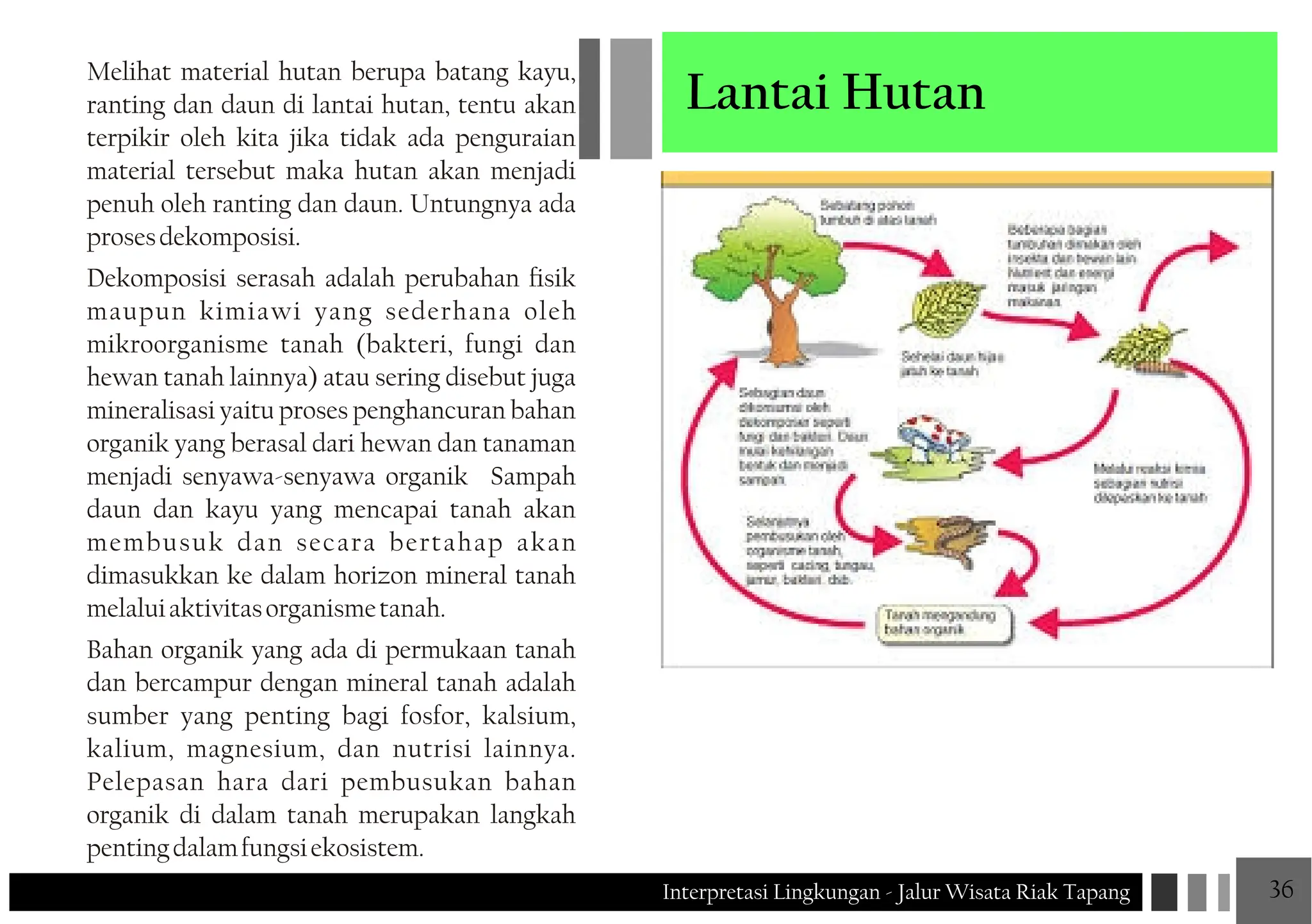 JALUR WISATA RIAK TAPANG Interpretasi Lingkungan JALUR WISATA RIAK ...