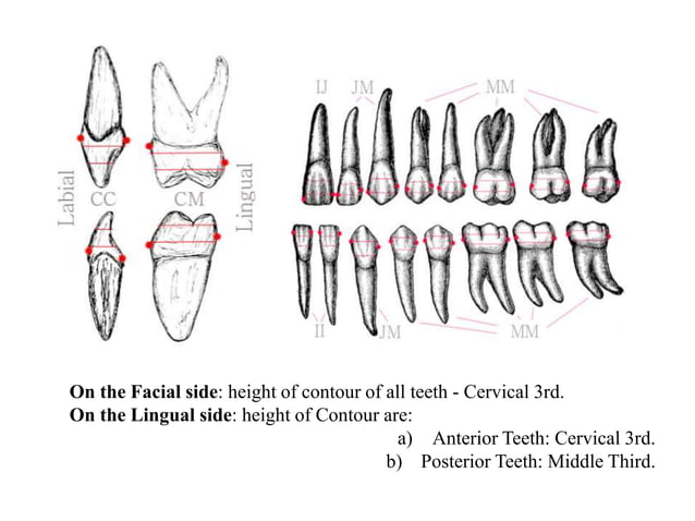 CONTACTS AND CONTOURS IN DENTISTRY | PPTX | Dental Health | Diseases ...