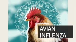 poultry production diseases-AVIAN-INFLUENZA.pptx