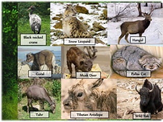 Jammu & kashmir ppt | PPTX