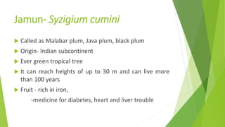 Jamun | PPTX