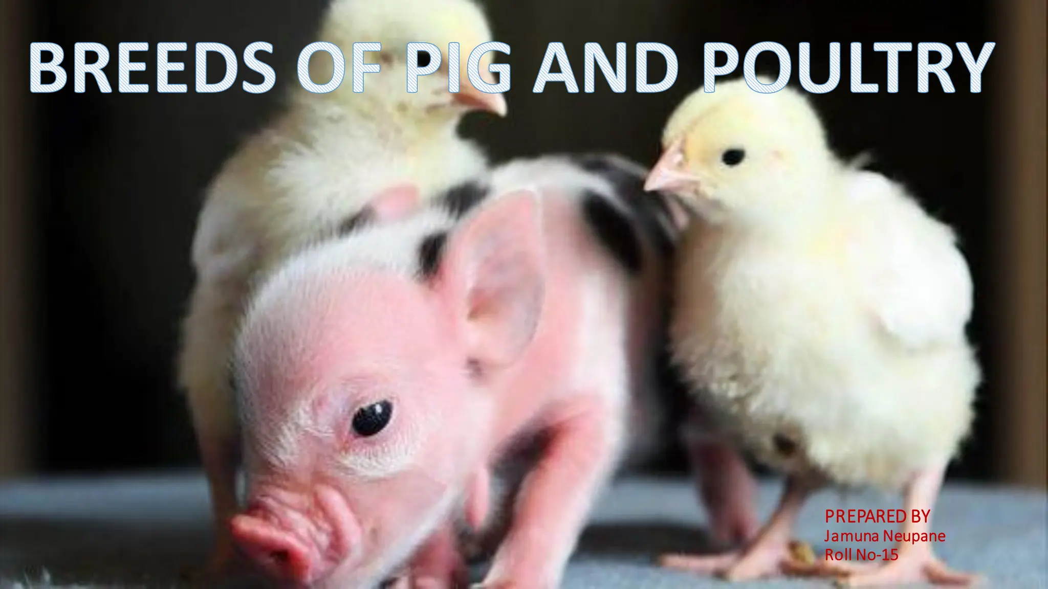 Breeds of pig. This document involved the different local and exotic ...