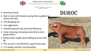 Breeds of pig. This document involved the different local and exotic ...