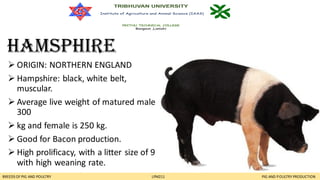 Breeds of pig. This document involved the different local and exotic ...