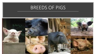 Breeds of pig. This document involved the different local and exotic ...