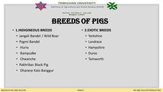 Breeds of pig. This document involved the different local and exotic ...