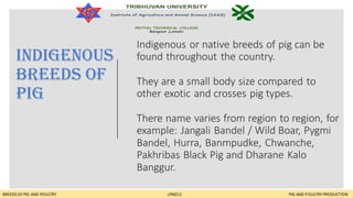 Breeds of pig. This document involved the different local and exotic ...
