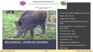 Breeds of pig. This document involved the different local and exotic ...