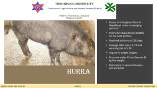 Breeds of pig. This document involved the different local and exotic ...