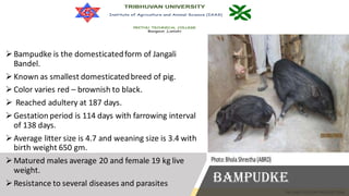 Breeds of pig. This document involved the different local and exotic ...