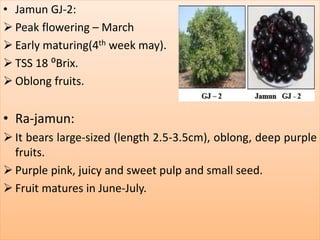 biotechnology interventions in jamun breeding programmes and future ...