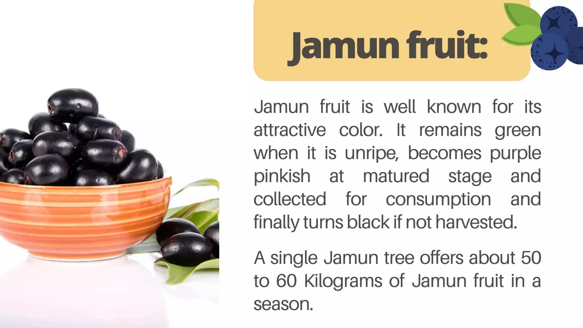 Jamun honey - Wild honey hunters.pptx | Beekeeping | Hobbies & Interests
