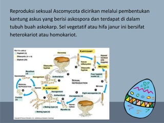 Jamur | PPTX