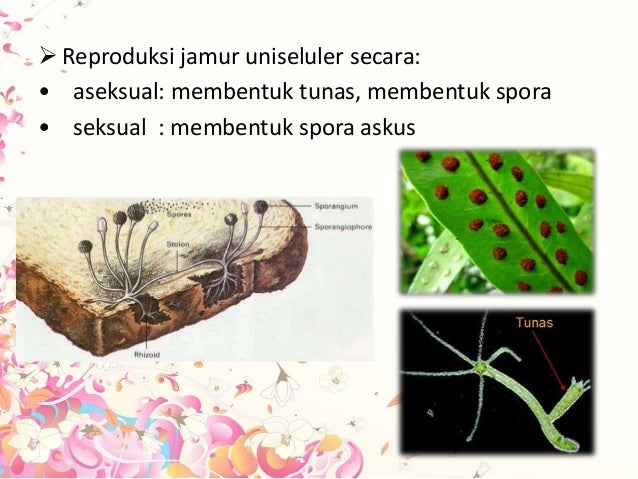 Gambar Fungi Jamur Struktur Fungsi Tubuh Gambar Uniseluler Di Rebanas