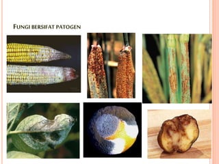 INTERAKSI PATOGEN DENGAN TANAMAN - JAMUR | PPTX