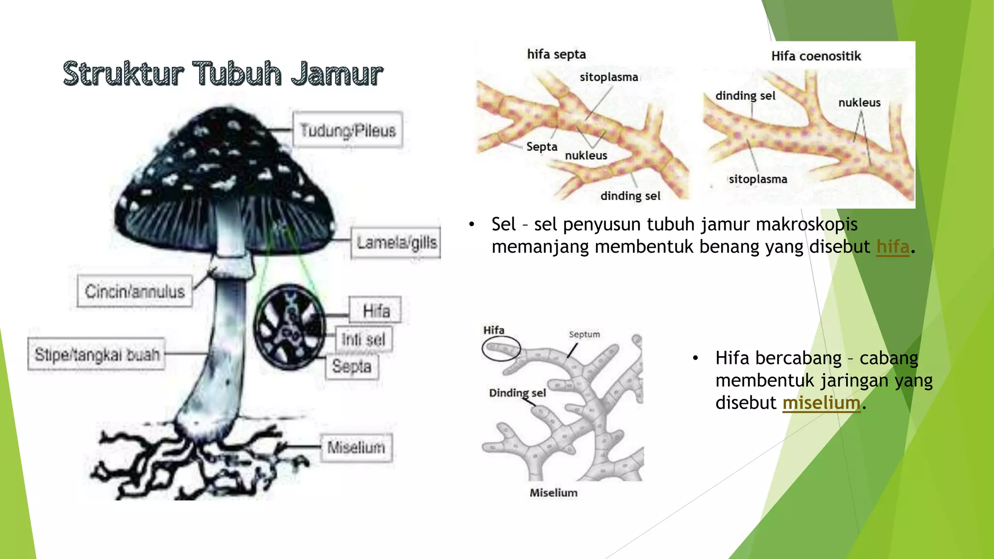 Jamur (fungi) | PPTX