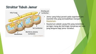 Jamur (fungi) | PPTX